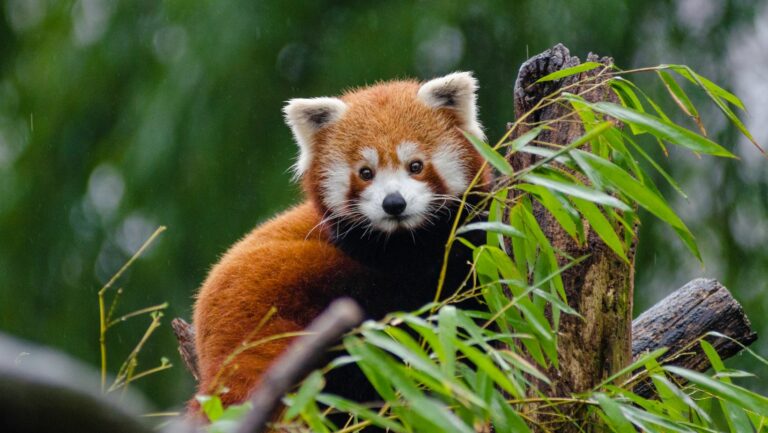 How Smart Technology is Revolutionizing Wildlife Research Methods and ...